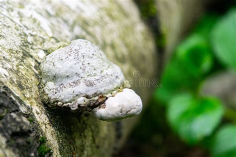 Tree Fungus On The Trunk Of A Fallen Tree Close Up Stock Photo Image Of Natural Environment