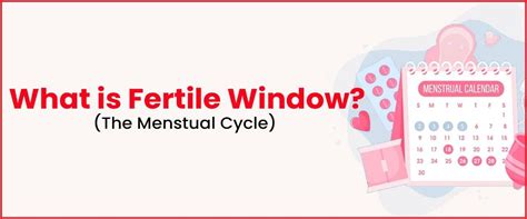 What Is Fertile Window And Right Time For Sex Imprimis Ivf