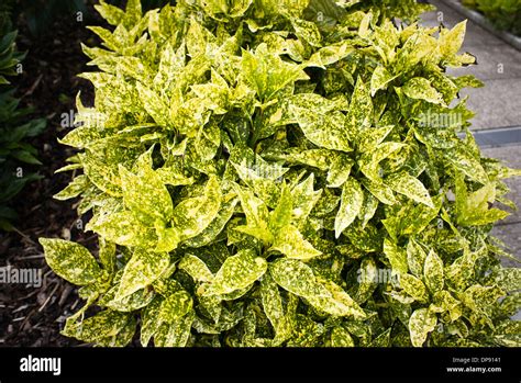 Variegated Evergreen Shrubs