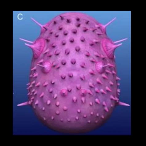 Saccorhytus Coronarius బియ్యం గింజకంటే అతి చిన్న జీవి దీని