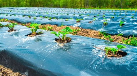 16 Pruning Secrets That Double Your Fruit Tree Yields