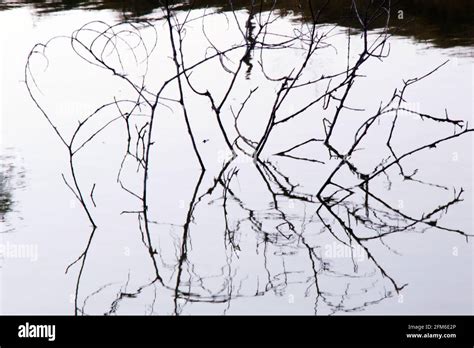 Tree Reflection On Water Abstract Photography Stock Photo Alamy
