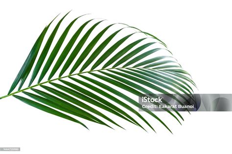 코코넛 잎 또는 코코넛 잎 그린 팜 나뭇잎 열 대 경 엽 클리핑 경로와 흰색 배경에 고립 종려나무 잎에 대한 스톡 사진 및 기타 이미지 Istock