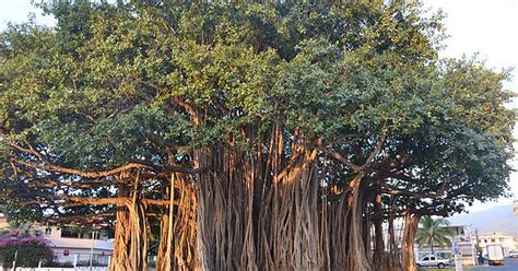 Ficus Benghalensis Album On Imgur