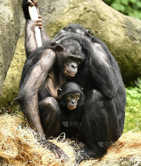 母亲 父亲 理毛行为 婴儿 矮黑猩猩 可爱的 濒危物种 家庭 父母 灵长目