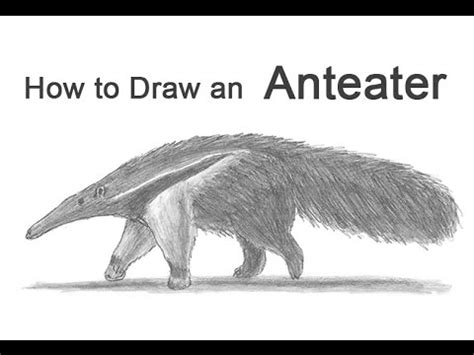 Anteater Drawing At PaintingValley Com Explore Collection Of Anteater Drawing