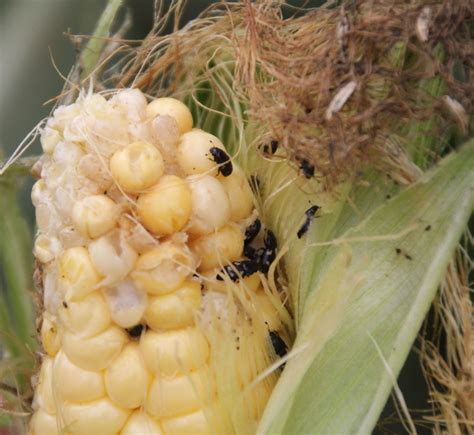 Sweet Corn Eating Insects