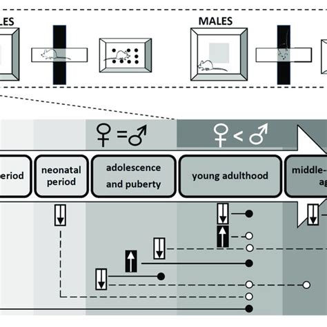 Sex Differences In Anxiety Like Behavior Assessed Using The Open Download Scientific Diagram