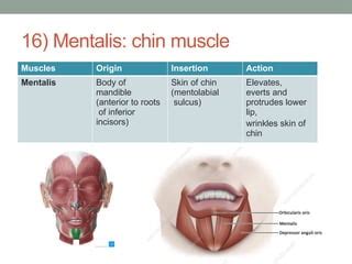 Anatomy Of Human Facial Muscles Pptx