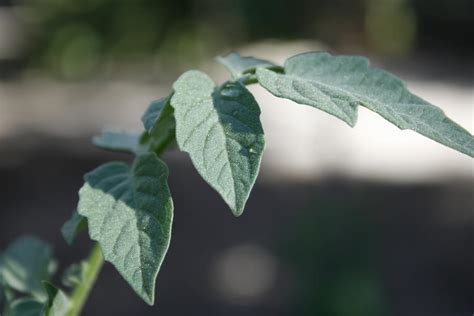 Tomayto Tomawto By Somuchluv On Deviantart