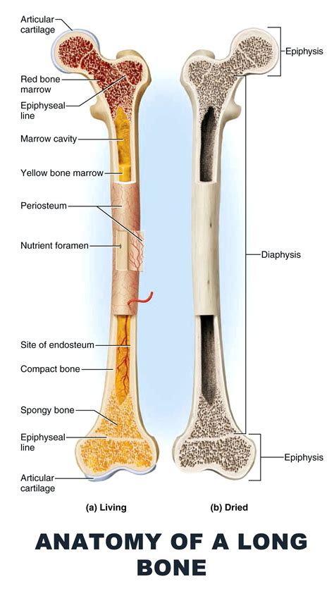 Anatomy Of Bones Human Bone Anatomy How To Learn Bone Anatomy
