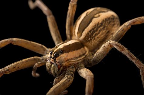 Different Types Of Spiders Different Types Of Spiders