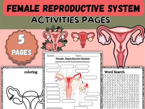 Female Reproductive System Worksheet Teaching Resources