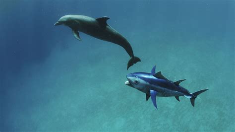 Los Delfines Se Drogan Con La Toxina De Los Peces Globo Infobae