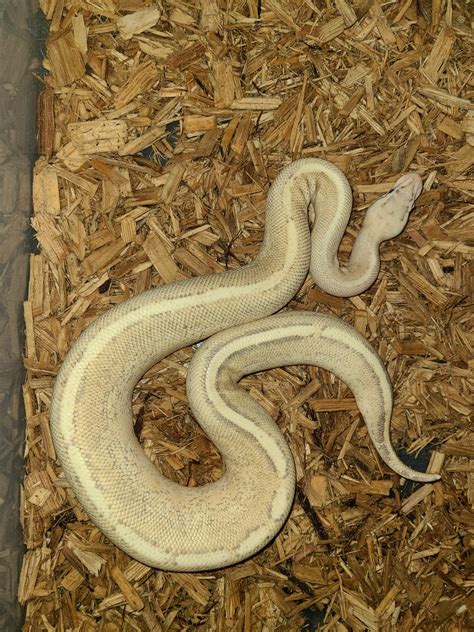 Pastel Puma Ball Python By Exotic Royal Creations Morphmarket