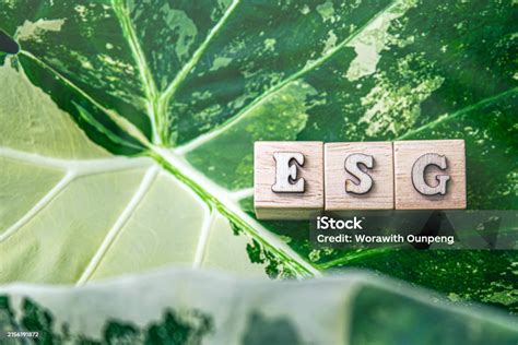 텍스트 Esg 배경 열대 우림의 아름 다운 자연 녹지와 나무 큐브 환경 사회 지배구조의 Esg 개념 지속 가능하고 윤리적인 기업 세계 환경의 날 0명에 대한 스톡 사진 및