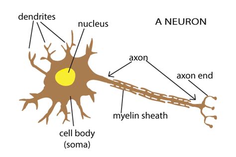 The Snappy Synapse Reality Bites