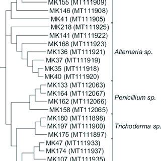 A Phylogenetic Tree Constructed Based On The Analyzed ITS Sequences Download Scientific