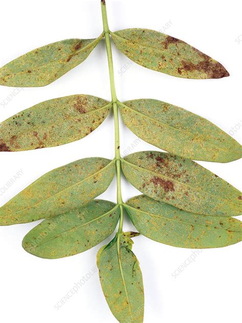 Hypericum Rust Stock Image B2650174 Science Photo Library