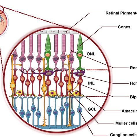 Organization Of The Mature Retina Onl Outer Nuclear Layer Inl Inner Download Scientific