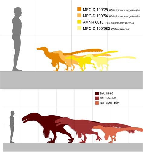 Velociraptor Size Comparison Todays Predators Vs Velociraptors