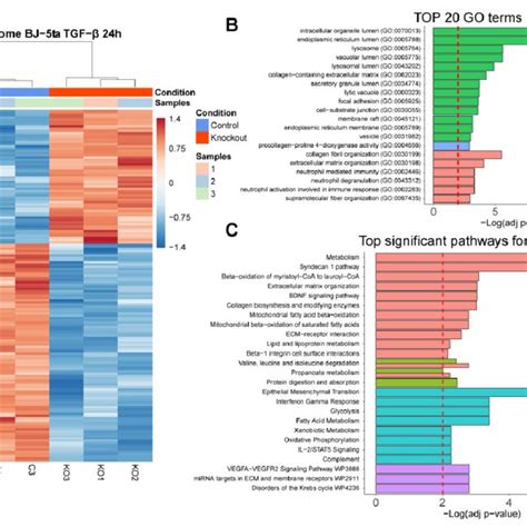 Network Clustering Of Transcriptomic Go Terms And Enriched Routes In