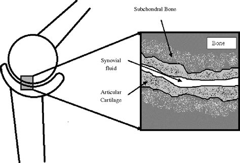 Figure 1 From Hydrodynamically Lubricated And Grooved Biomimetic Self Adapting Surfaces