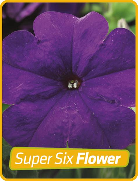 Petunia Blue | Zealandia Horticulture