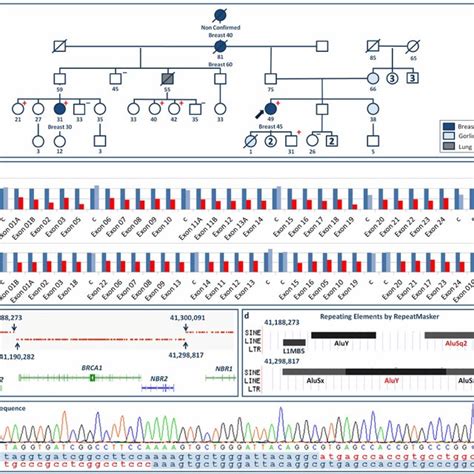 Large Genomic Rearrangements In The Brca1 Gene Identified In The Download Table