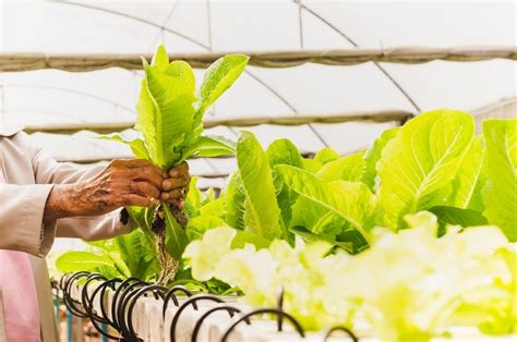 The Attraction Of Farming For Keralas Younger Generation Balancing Revenue Challenges