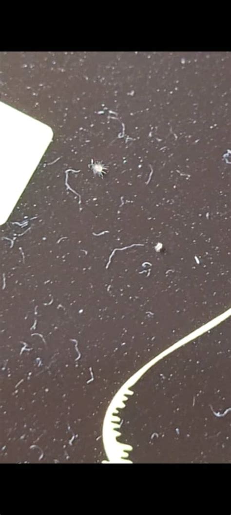 Potential Pest Infestation R Whatsthisbug