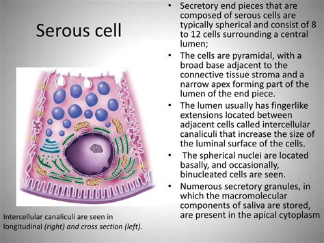 Ppt Salivary Glands And Saliva Powerpoint Presentation Free Download