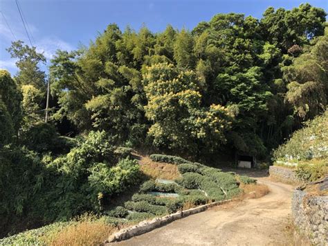 雲林石壁東碧山莊走木馬古道、五元二角、雲嶺之丘o型路線 健行筆記