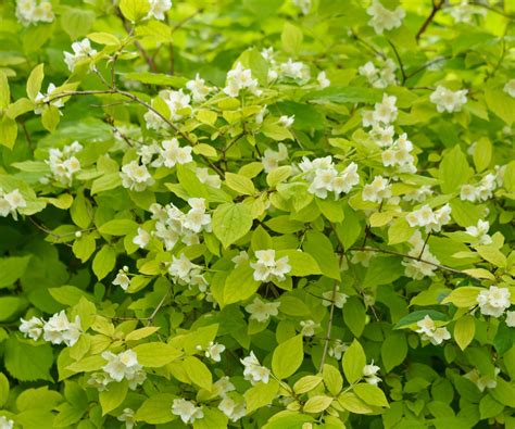 Mock Orange Varieties 12 Stunning Types Of
