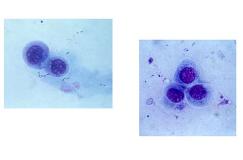 Final Exam Cytology Section 2 Flashcards Quizlet