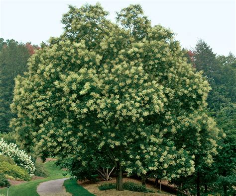 Fast Growing Trees Zone 7 15 Fast Growing Shade Trees 2024