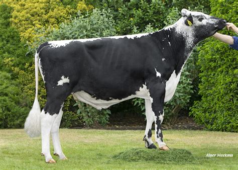 Lineback Cattle