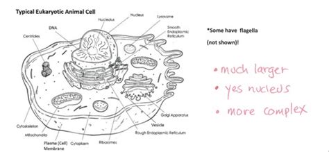 Cell Biology 1 Chapter 4 Unit Flashcards Quizlet