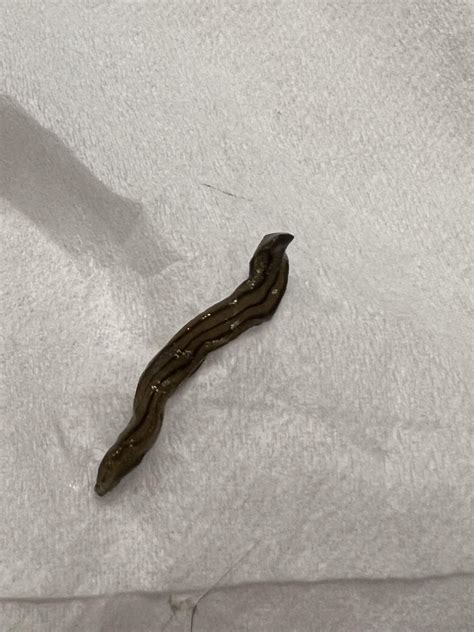 I Think Its A Hammerhead Worm Can You Confirm And… R Whatisthisbug