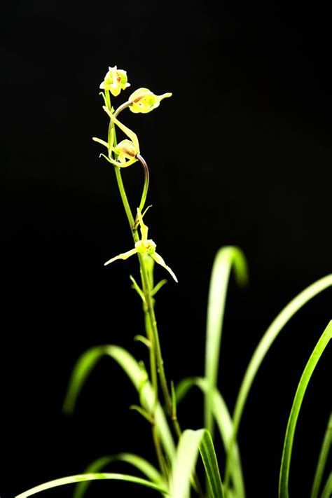 寒蘭 青花梅 每日頭條