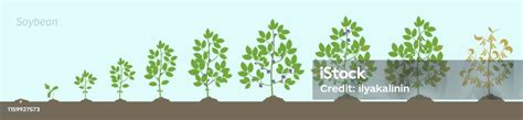 콩 식물의 성장 단계 콩 상 은 숙성 기간을 설정 합니다 글리신 최대 수명 주기 애니메이션 진행 토양에서 대두 콩에 대한 스톡 벡터 아트 및 기타 이미지 Istock