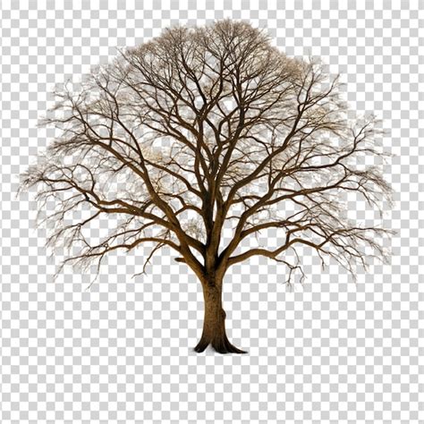 Силуэт дерева засухи изолирован на белом фоне Премиум Ai сгенерированный Psd