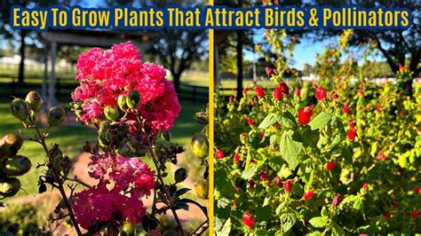 14 Best Perennials For Zone 9 Easy Colorful Low Maintenance Plants For Sunny Yards Youtube