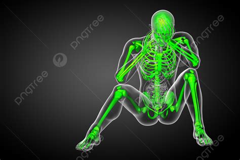 Skeleton Bone 3d Medical Illustration In Rendered Form Photo Background