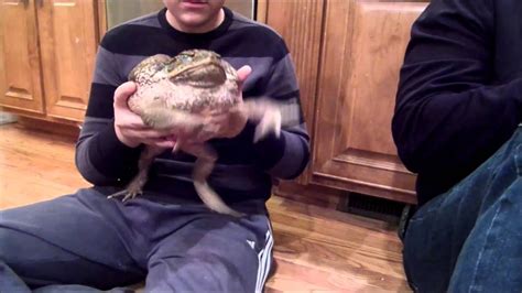 Largest Cane Toad