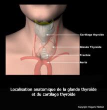 Anatomie Chirurgicale De La Thyroide Banf