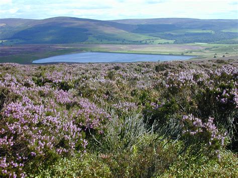 Heather Moorlands Yorkshire Dales National Park Yorkshire Dales