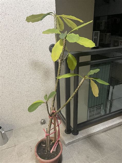 雞蛋花葉子下垂發黃主幹變軟如何改善 農業知識入口網