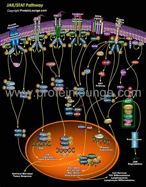 Biological Databases And Tools Jak Stat Pathway Protein Lounge