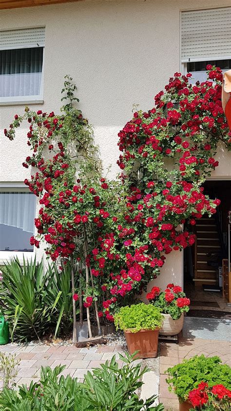 攀爬的玫瑰 解析 红色的 Pixabay上的免费照片 Pixabay